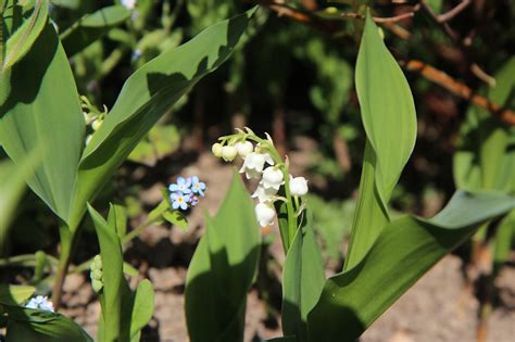 Where To Find Lily Of The Valley Minecraft The Tube