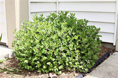 Casa De Luna Creations Propagating Mums