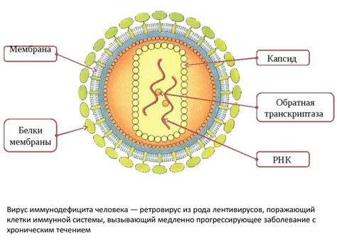 Вирус иммунодефицита человека Online Presentation