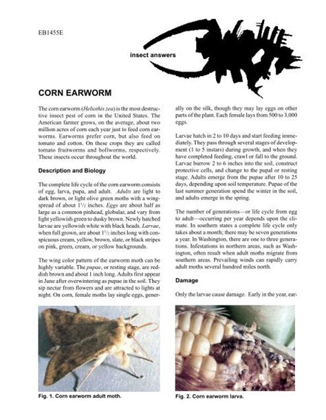 Corn Earworm Washington State University