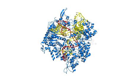Estructura De Streptococcus Pyogenes Cas9 En Complejo Con Guía Rna Azul
