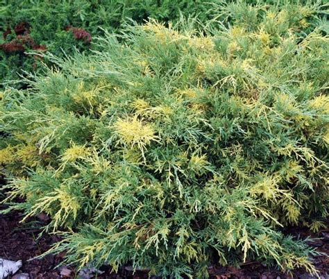 Можжевельник средний Блю энд Голд (Juniperus рfitzeriana Blue and Gold)