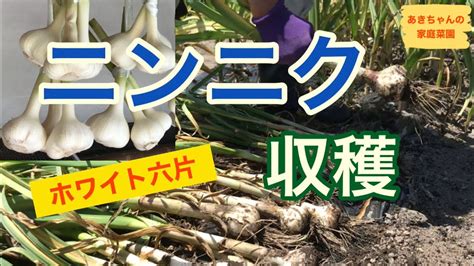 ニンニクの収穫【ホワイト六片】【家庭菜園】【にんにく】 Youtube