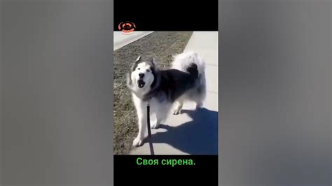 Повторюша. - YouTube