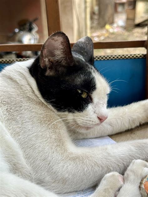 Shreya Kittur On Linkedin Shreyakittur Digitalcreator Digitalinfluencer