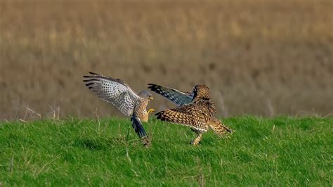 Ein Walzer Forum Für Naturfotografen