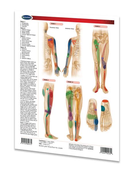 Trigger Points Extremities Medical Quick Reference Guide