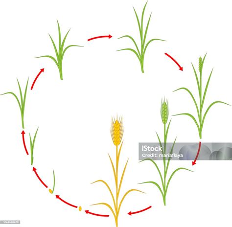 호 밀 라이프 사이클입니다 호 밀 공장 성숙 씨에서 성장의 단계 밀에 대한 스톡 벡터 아트 및 기타 이미지 밀 주기 개념 변경 Istock