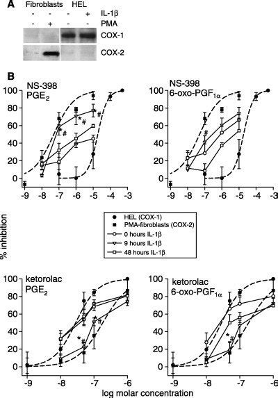 A Representative Immunoblotting Analysis Of The Cyclooxygenase Cox