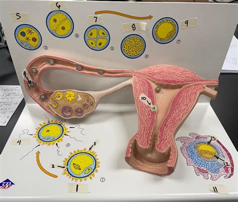 Ovulation Cycle Diagram Quizlet