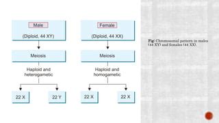 Sex Differentiation And Development PPTX
