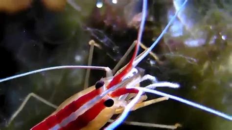 Skunk Cleaner Shrimp With Eggs And A Peppermint Shrimp Youtube