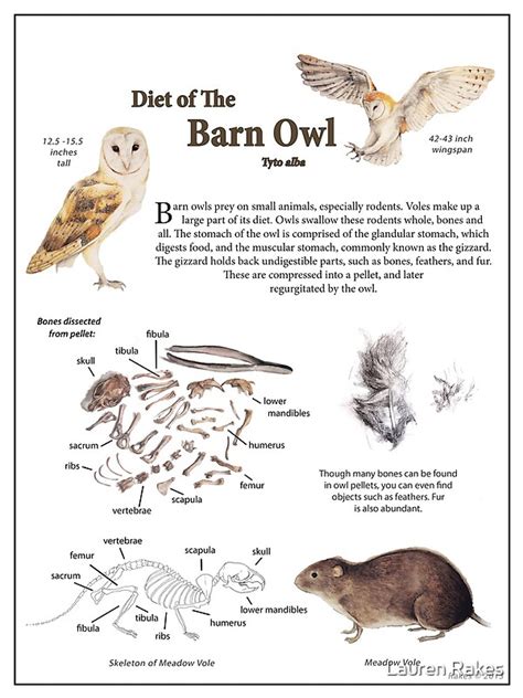 What Is An Owls Diet At Amy Beasley Blog