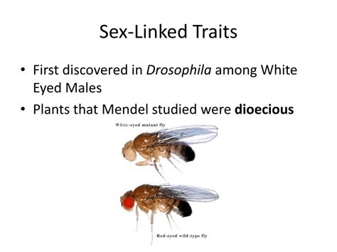 Ppt Complex Inheritance Powerpoint Presentation Free Download Id