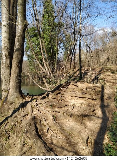 River Bank Interlaced Tree Roots Stock Photo 1424262608 Shutterstock