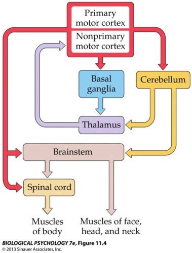 Lecture 9 Motor Control Psy 2220 New Flashcards Quizlet