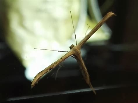 Bug Asserting Dominance Rentomology