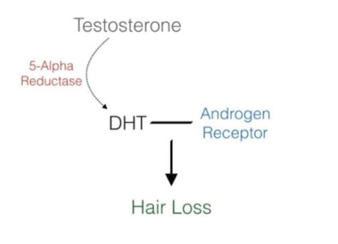 Connection Between Testosterone DHT And Hair Loss ISHRS