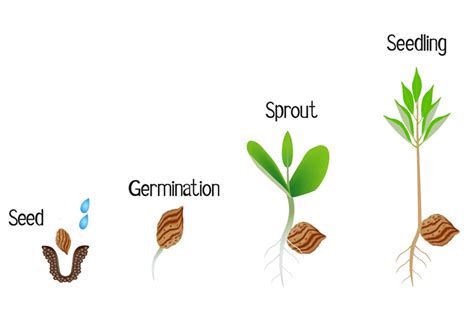 How Do You Plant A Peach Pit How To Farming