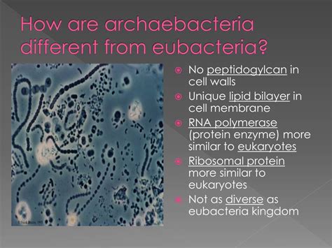 Ppt Kingdom Archaebacteria Powerpoint Presentation Free Download Id 3139960