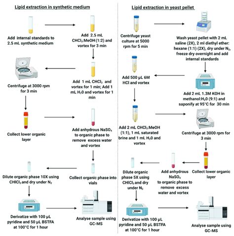 Sample Preparation Workflow Created With Download Scientific Diagram
