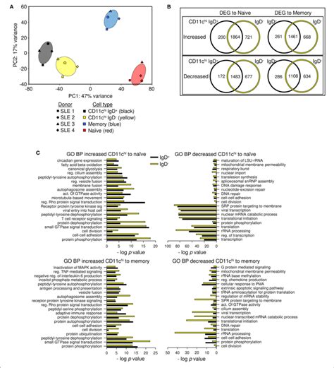 Cd11c Hi Igd And Igd − B Cells Have Similar Gene Expression And Download Scientific
