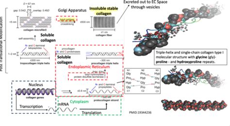 Bone Mineralization Key Concepts And Markers In Biochemistry