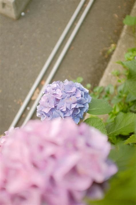 회색 콘크리트 바닥에 분홍색 꽃 사진 Unsplash의 무료 식물 이미지