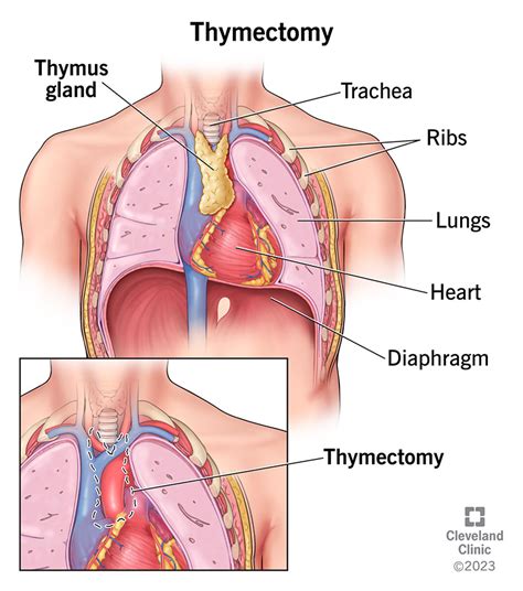 Thymus Gland Anatomy