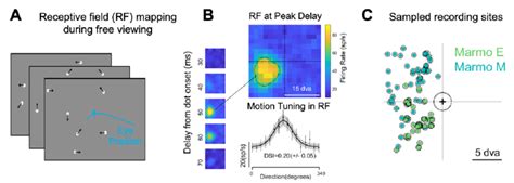 receptive field estimation during free viewing in marmoset mt mtc