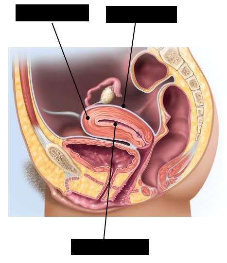 Uterine Wall Diagram Quizlet