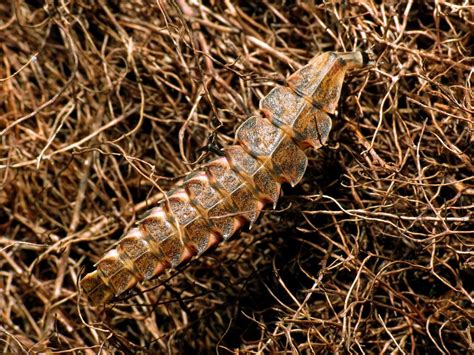 Firefly Magic How Ashevilles Native Trees And Leaf Litter Turn Your Firefly Magic How Ashevilles Native Trees And Leaf Litter Turn Your