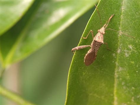 Premium Photo Eusocial Insects