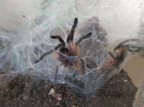 Spider Colony News Sarahs Spider Friends