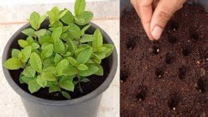 Planting Guava Seeds A Step By Step Guide For Successful Growth Gardener Guidebook