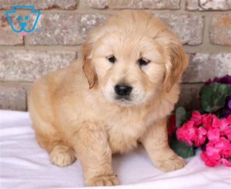 10 Pointer Dog Breeds Artofit