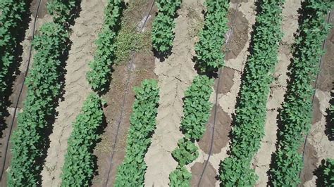 Cofly Detection Object Detection Dataset And Pre Trained Model By Phani Sriram