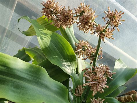 좋은 친구들 Band