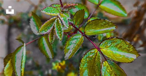 물방울이 있는 잎이 무성한 식물의 클로즈업 사진 Unsplash의 무료 골라이왈라 이미지