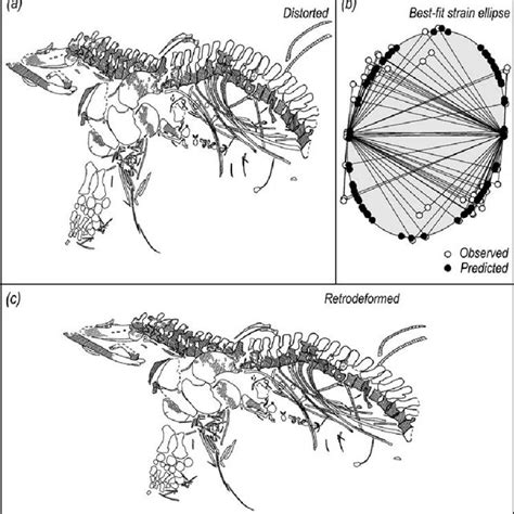 A Distorted Ichthyosaur Fossil Traced From Fig 1 In Brinkman Zhao