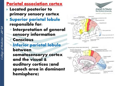 Anatomy Of The Cerebral Hemispheres Ppt Download