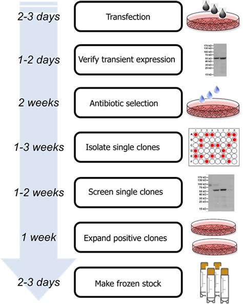 Recombinant Protein And Its Expression Systems Creative Biomart