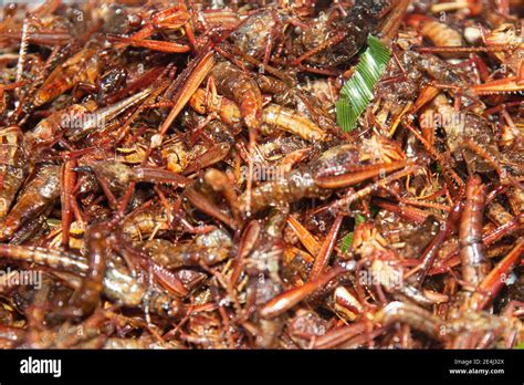 Fried Grasshoppers