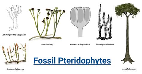Fossil Pteridophytes Characteristics Examples Diagrams