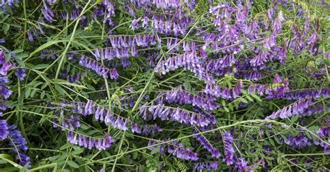 포토친구 갈퀴나물꽃