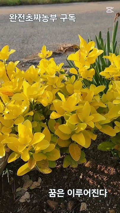 주말농장 3년차 황금사철 에메랄드그린 플라밍고셀릭스 조경수판매 주말농장 블루에로우 정원수 삽목용 Youtube