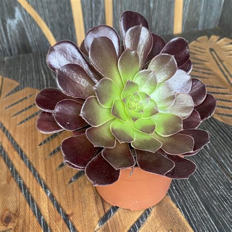 Aeonium arboreum 'Velour' (trandafirul irlandez) D10 – Floraria Secret ...