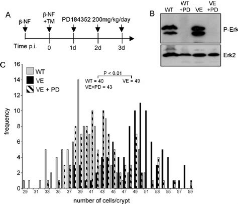 Crypt Hyperplasia Is Mek Dependent A Treatment Regime Braf þ