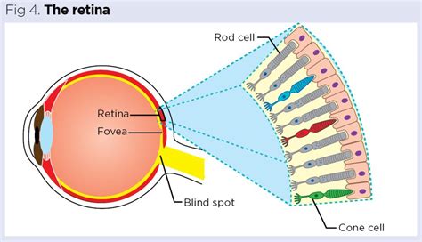 The Senses 2 Vision Eye Anatomy And The Visual Sensory System Nursing Times