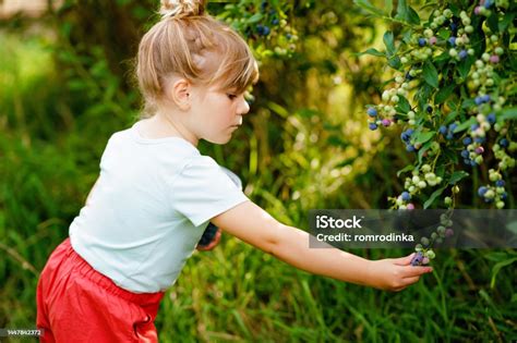 블루 베리 필드에 신선한 열매를 따기 작은 유치원 소녀 유아 아이는 유기농 과수원 농장에서 파란색 베리를 선택합니다 유아 농업 미취학 아동 원예 여름 가족의 즐거움 건강한